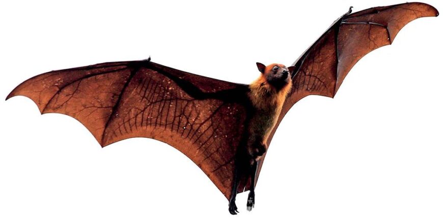 The Gorbunova & Seluanov Laboratory – University of Rochester